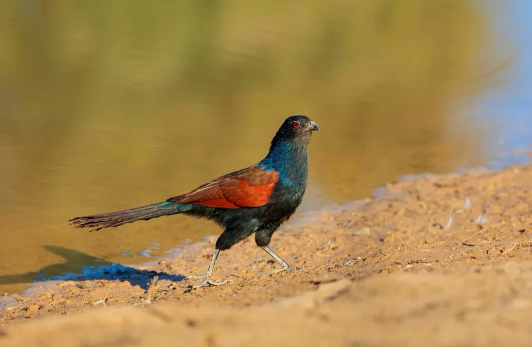 Punjab Wildlife & Nature – Discover Fauna & Scenery