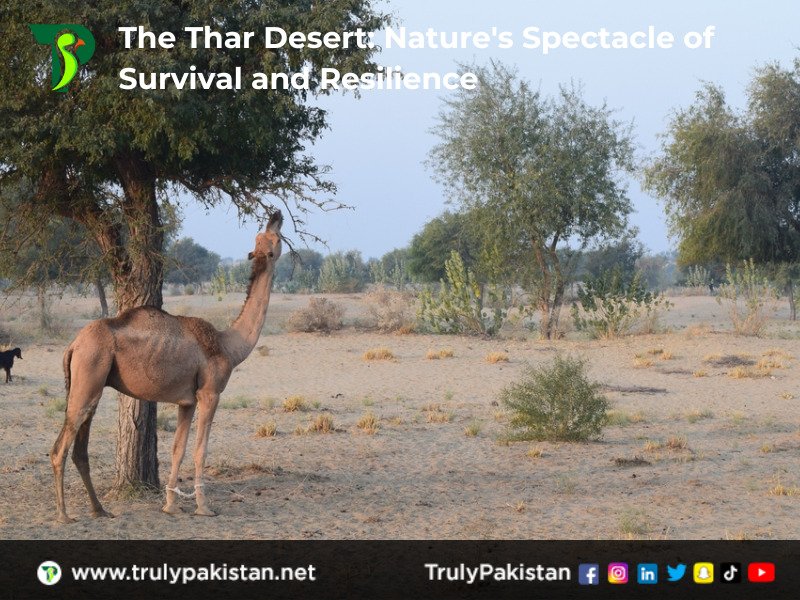 The Thar Desert: Nature's Spectacle Of Survival And Resilience ...