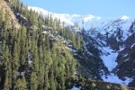 Alpine Forests In Pakistan: Biodiversity & Conservation